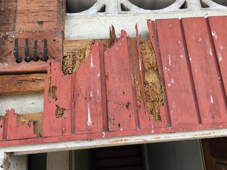 Fall Pest Control Tips - LANDMARK EXTERIORS